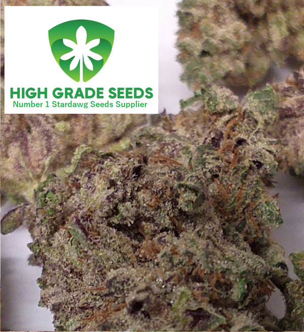 Buy Purple Stardawg Cannabis Seeds UK – Manchester Cannabis Seeds