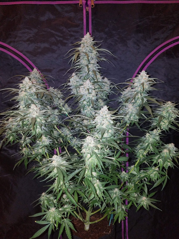 Buy Fast Buds Pineapple Express Auto Cannabis Seeds in Manchester ...